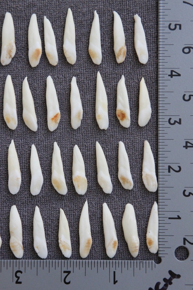 ONE REAL WILD BOAR TOOTH (tusk, for pendant, handcraft, jewelry, art ...