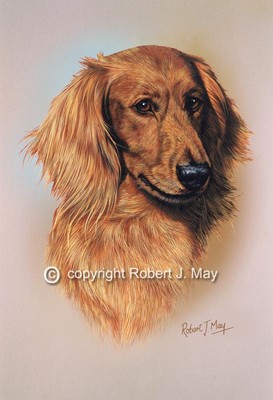 Dachshund Head Study Print by Robert J. May | eBay UK