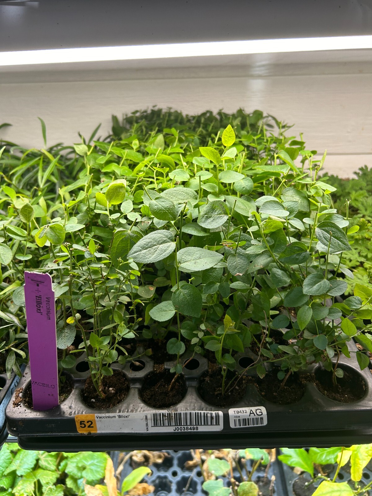 Biloxi Southern Highbush Blueberry - 1 TC plant/plug -3-6 in - Edible ...