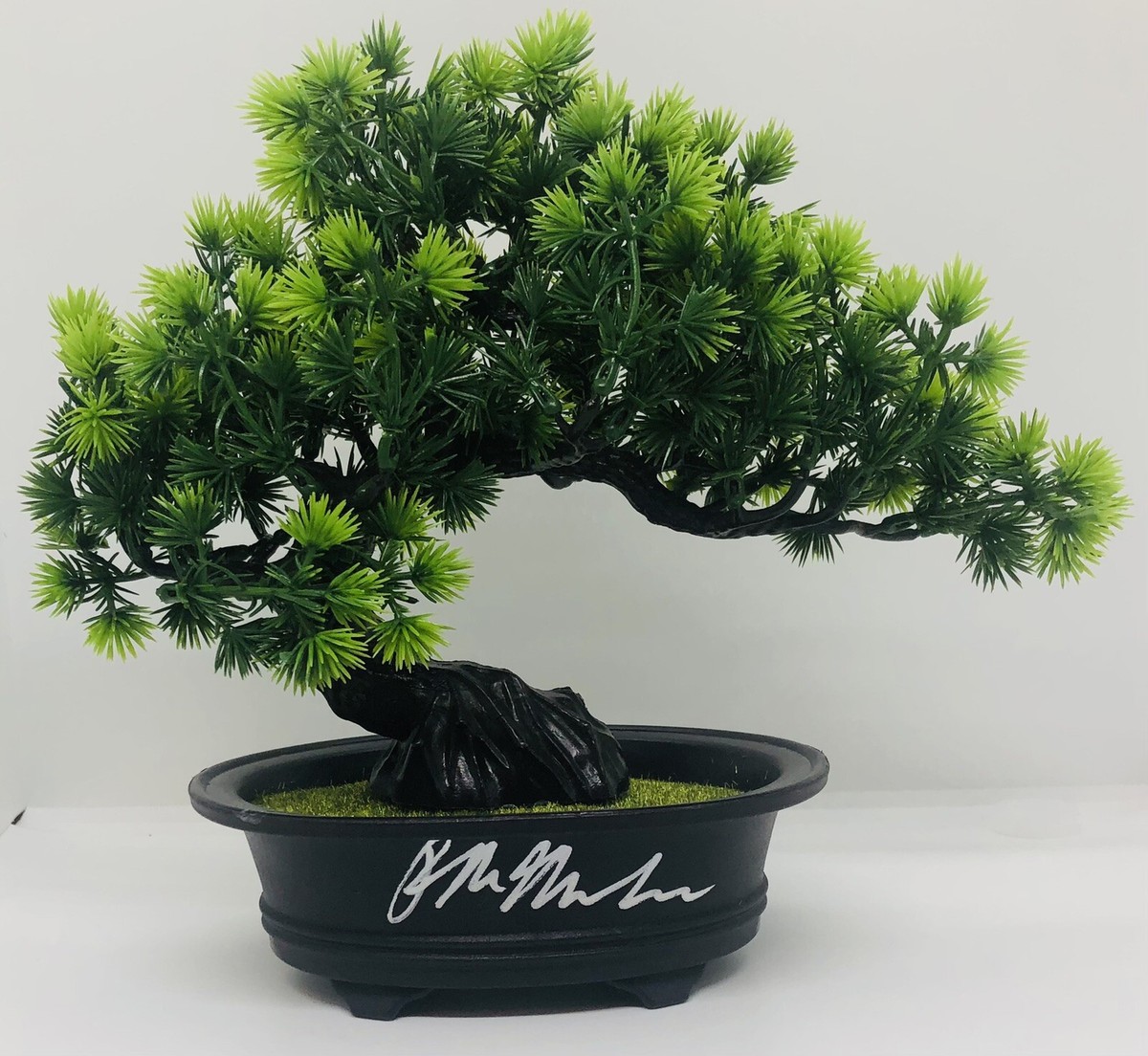 karate kid bonsai tree for sale