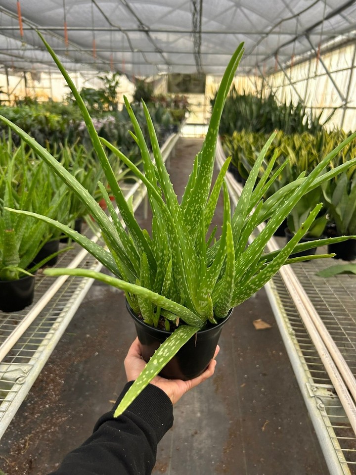 Aloe Vera Hybrid True Aloe Seeds Free Shipping! | eBay
