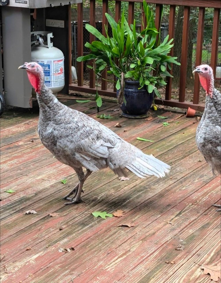10 Blue slate/Blue Mottled Turkey Hatching Eggs | eBay