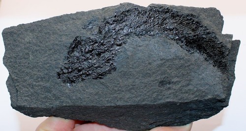 Palaeoniscum freieslebeni fossil fish, Late Permian fossils Germany ...
