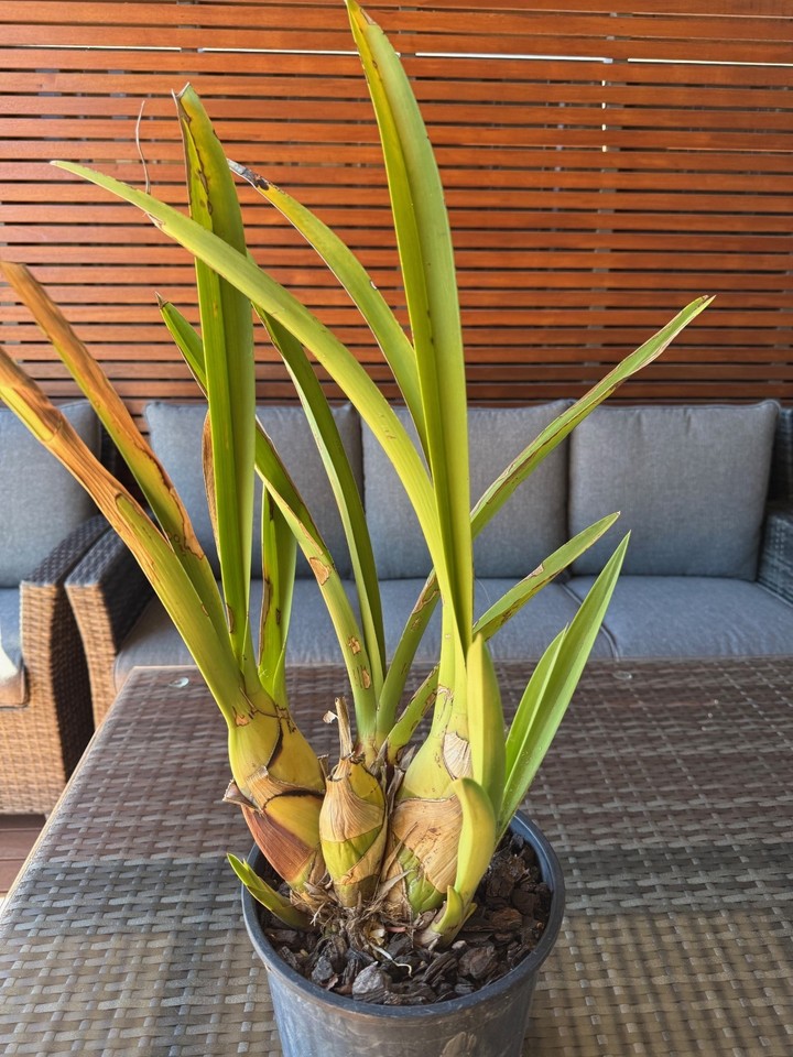 Cymbidium Little Black Sambo 'Black Magic' AM/AOS | eBay Australia