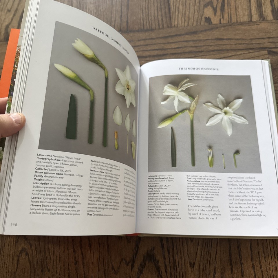 The Accidental Botanist: A Deconstructed Flower Book Honey, Robbie HC ...