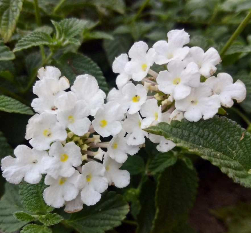 White Lantana Plant Live, Lantana Live Plants for Planting, 4-6" Tall ...