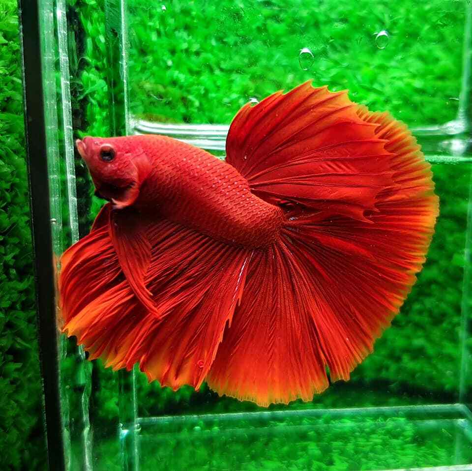 Live Betta Fish - High Quality Grade A++ HM Super Red Chili | eBay