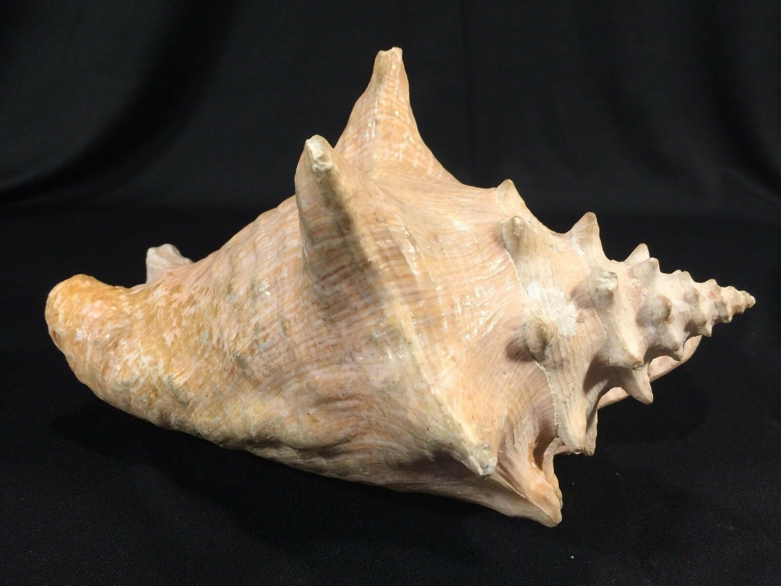 Large Conch Type Shell Approximately 9" long | eBay