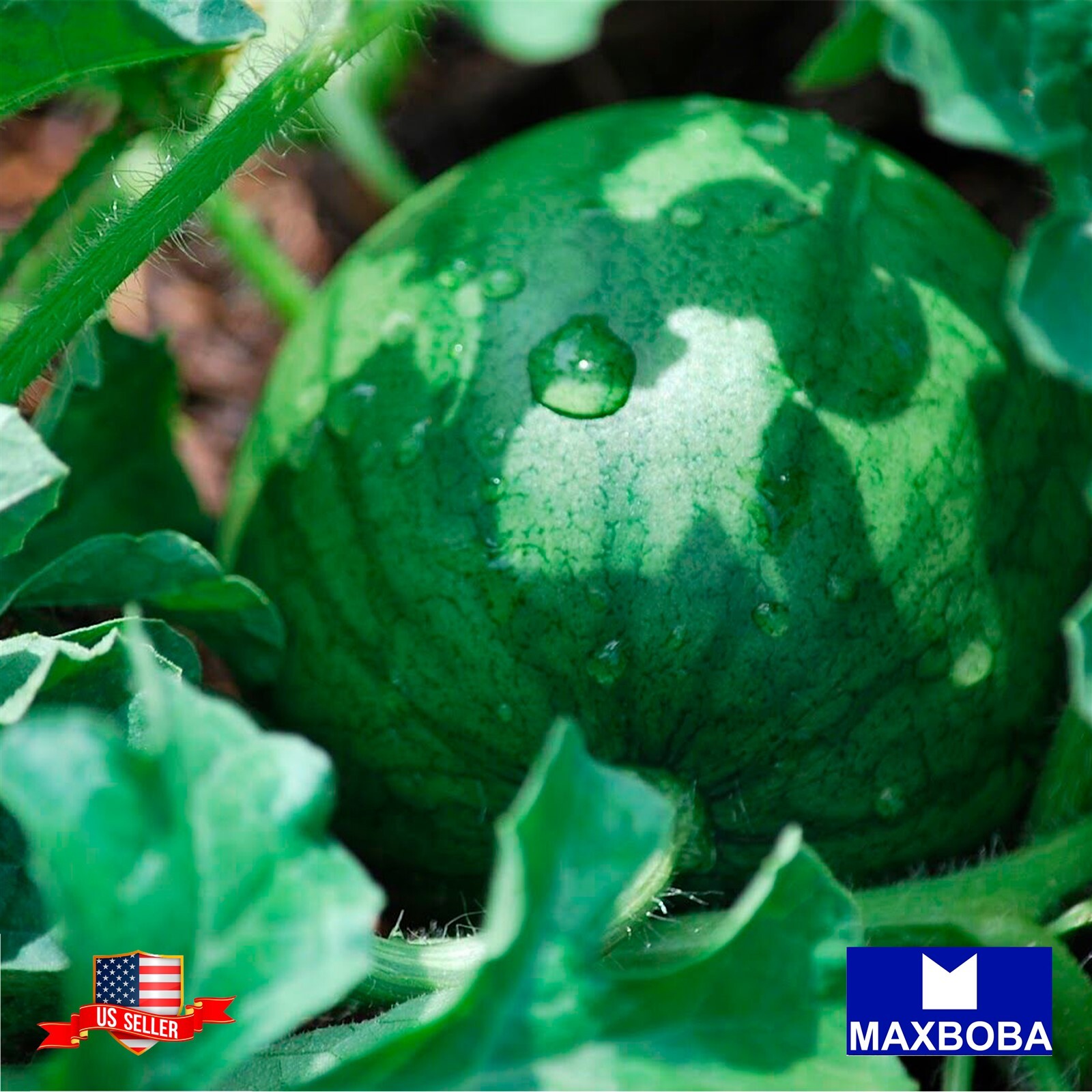 Watermelon Seeds - Sugar Baby - Organic Non-GMO / Heirloom / Garden ...