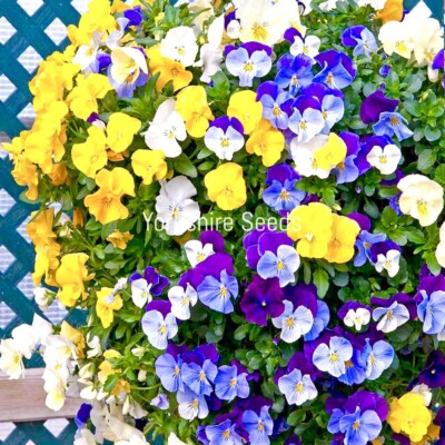 30x Pansy Trailing Winter Cool Wave Mix Seeds - Flower | eBay UK