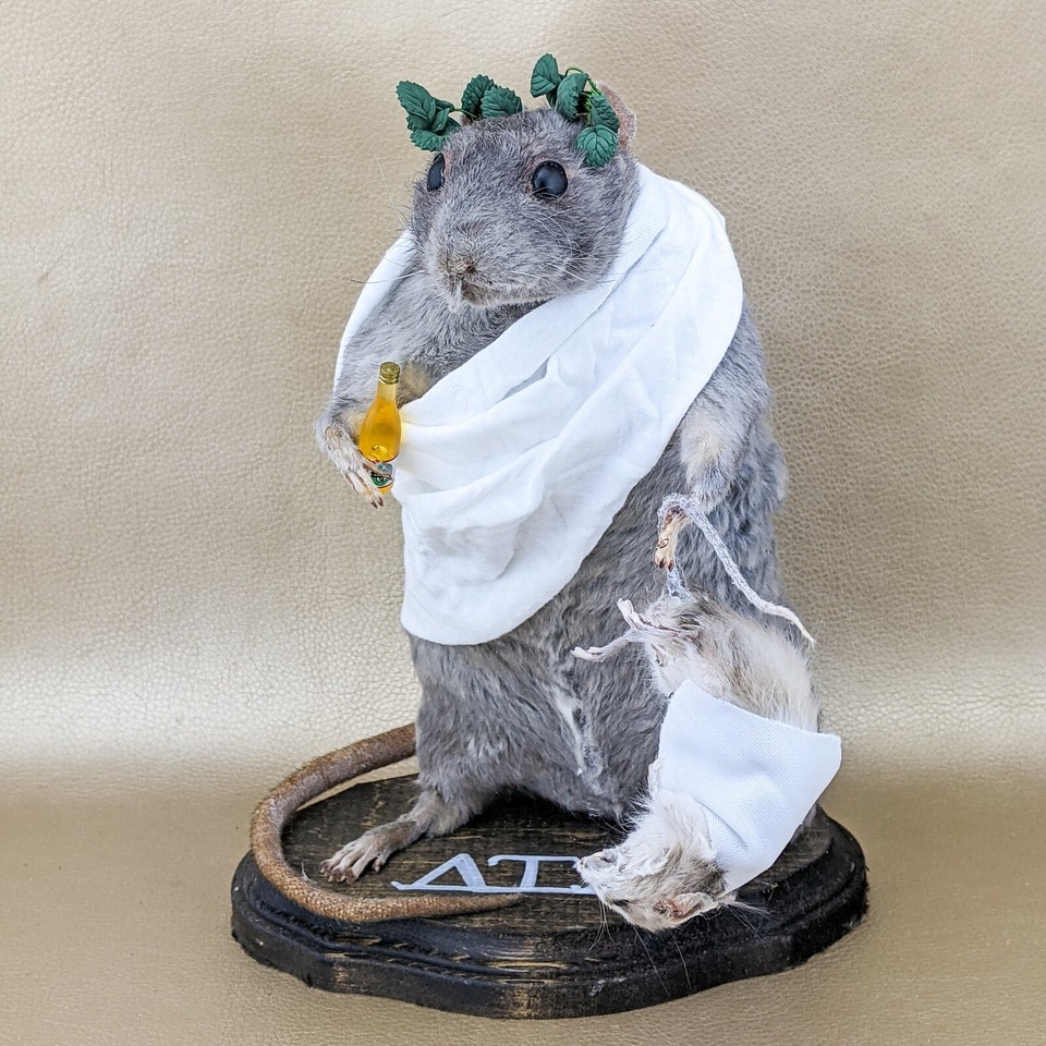G35 Frat Rat Taxidermy Oddities Curiosities Mouse Animal House John ...
