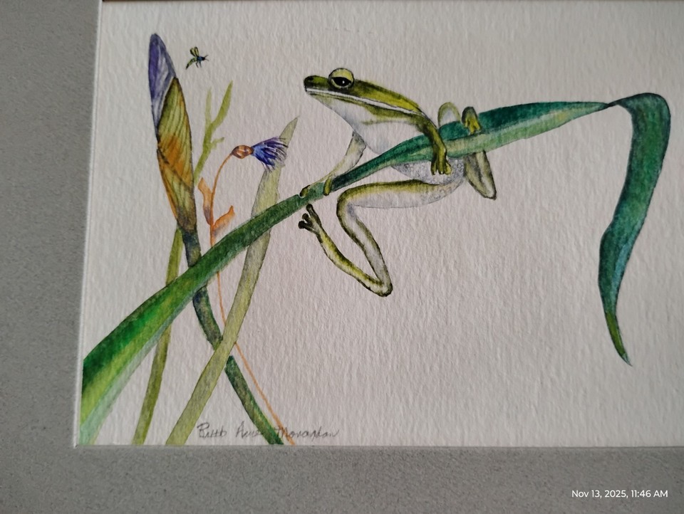 Frog and Dragonfly Original Nature Watercolor by Ruth Anne Monaghan ...
