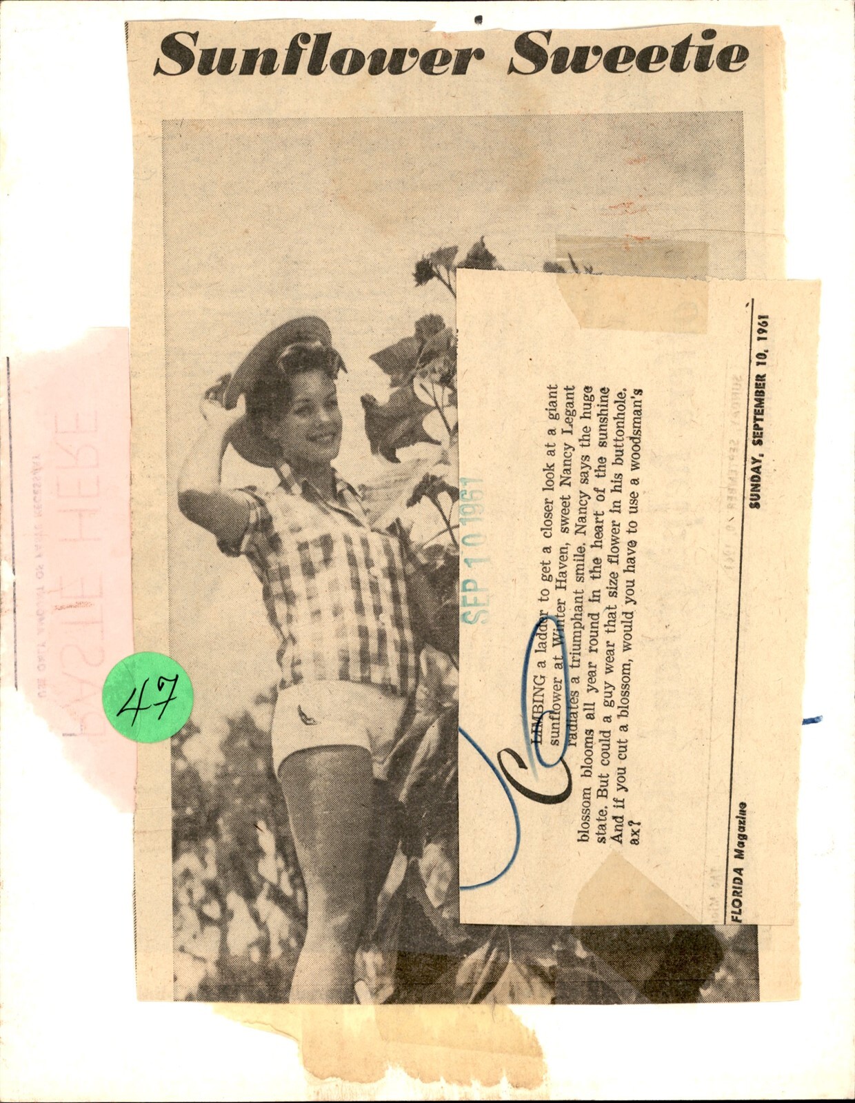 LD249 1961 Original Photo SWEET NANCY LEGANT Giant Sunflower at Winter ...