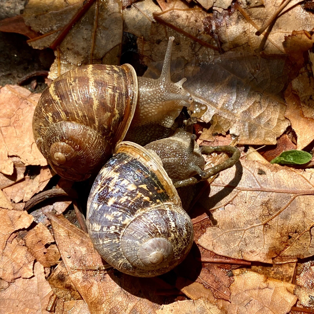 Brown Garden Snails As Pets | Fasci Garden