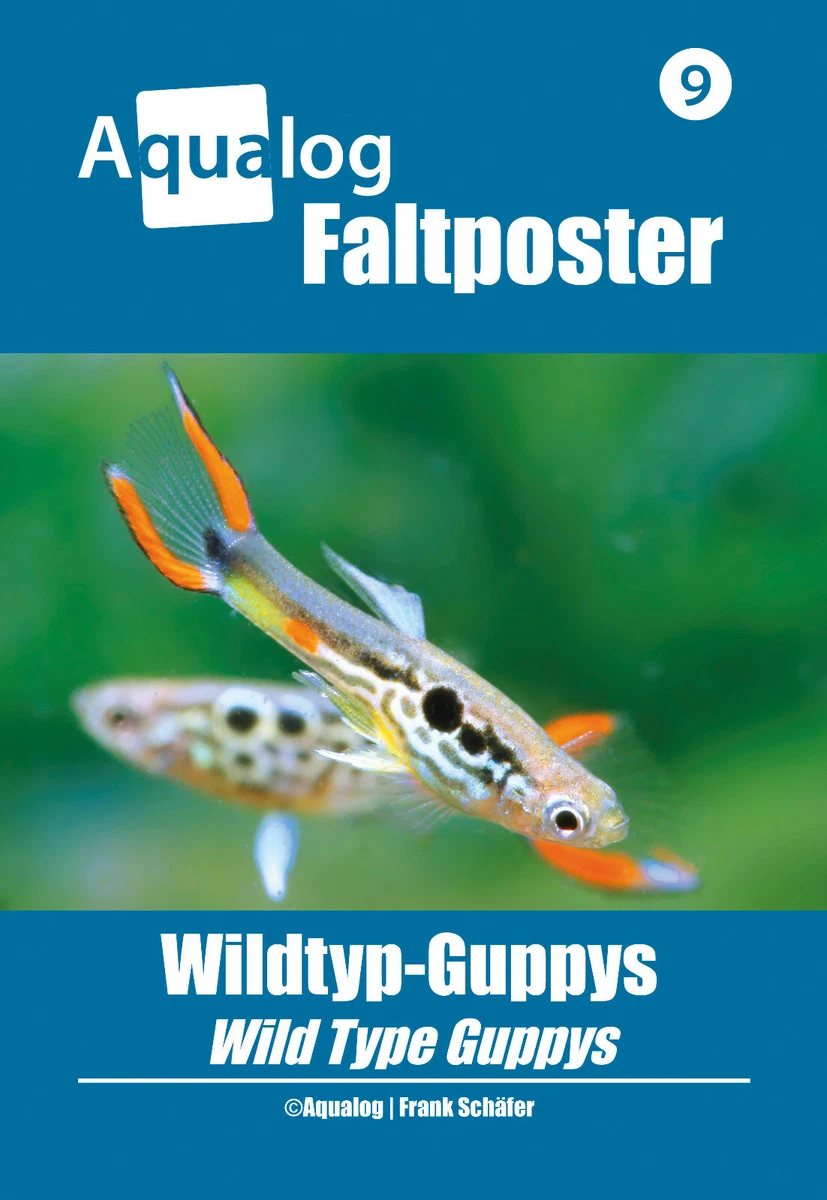 Guppy Fish Posters