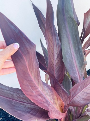 RARE Blue Canna ONE Rhizome Plant, stunning intrigue blue purple narrow ...