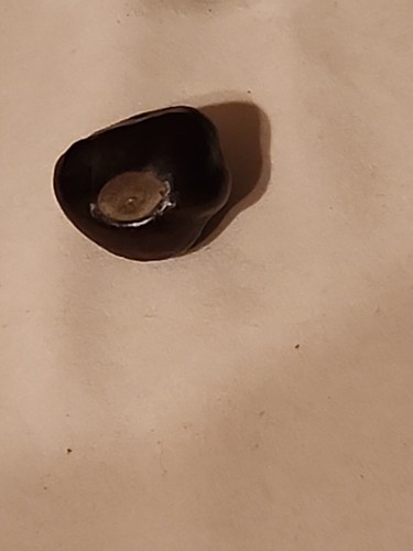 Buckeye Nut, Good Luck Charm | eBay