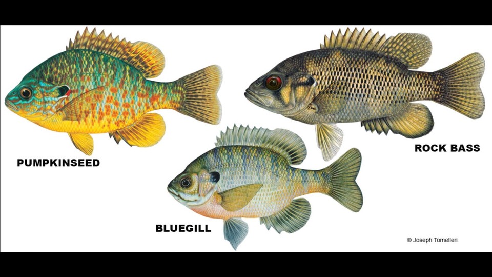 Live Baby Bluegill Sunfish Lg Ass 1.5-2.5”. This Fish Can Be Raised As ...