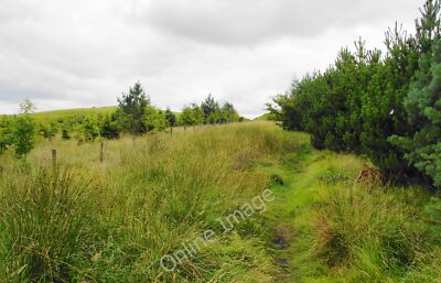 Photo 6x4 Path through a plantation Dimple/SD7015 Ahead are three ...