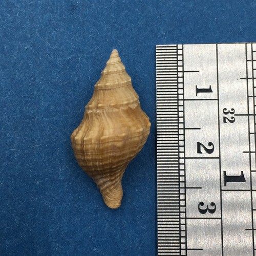 #5 Euthria Ponsonbyi 25.8mm East London South Africa Buccinidae | eBay