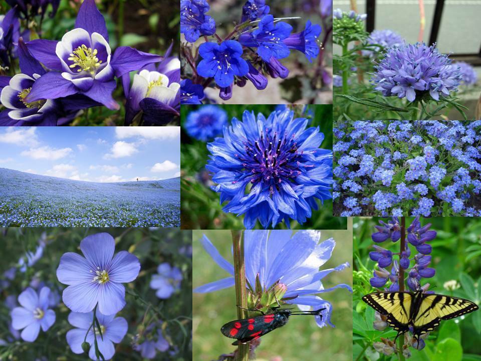 All Blue Wildflower Mix Seeds - Perennials and Annuals - ST17 | eBay