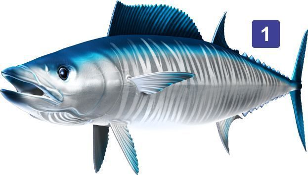 Wahoo Beautiful Vinyl Sticker Fish Decals for Boat Car Vehicle Truck ...