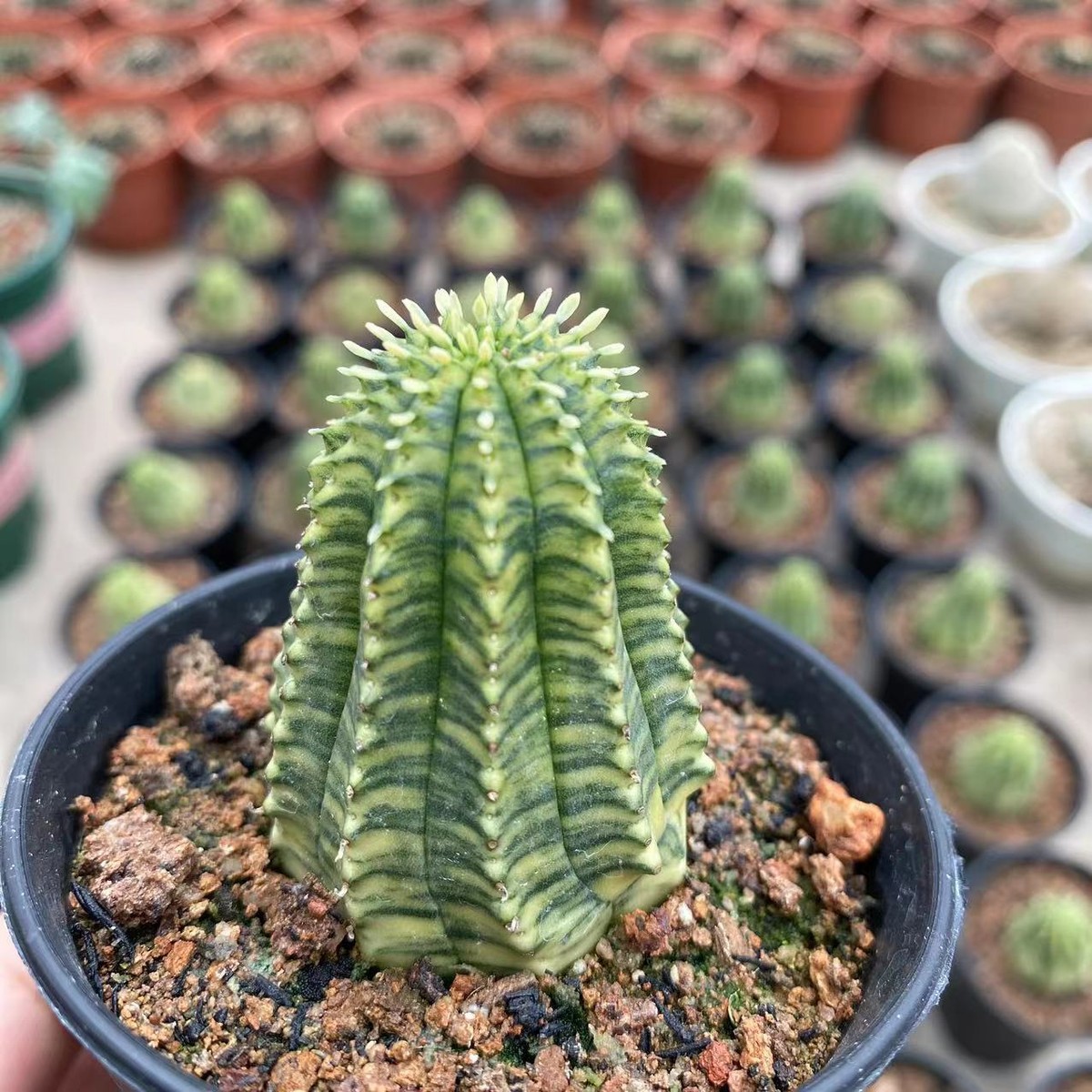Euphorbia Obesa Euphorbia Obesa SELECTED – Botanical Archive
