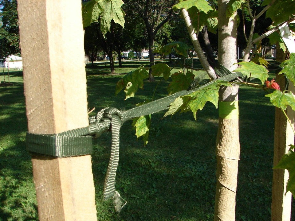 250' Tree Tie Strap Staking and Guying Material 2000 lbs. Strength | eBay