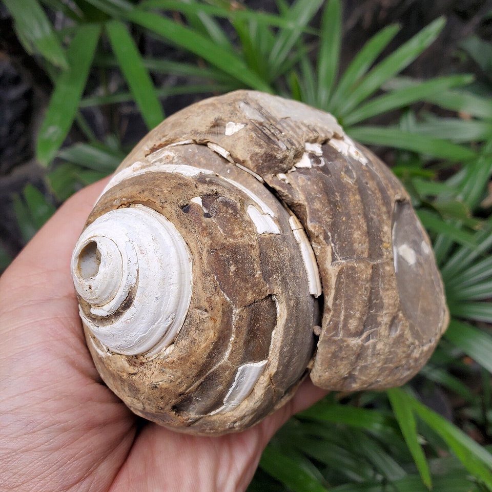 1001Gr Natural Rough Gastropod Sea Shell Fossil Mollusca | eBay