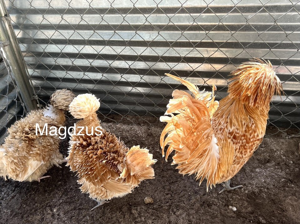 6 Standard Buff Polish hatching Eggs Smooth And Frizzled | eBay