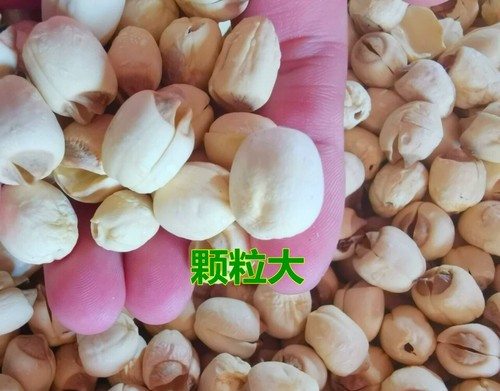 Dried Lotus Seeds Lian zi - Natural Organic 100G, 250G, 500G 纯天然莲子 ...