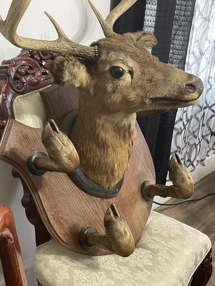 8 Point Buck Mount | eBay