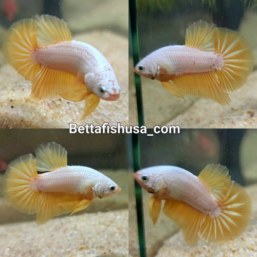1 Live Male Betta Fish White Gold Dragon Scale High Quality Halfmoon Plakat | eBay