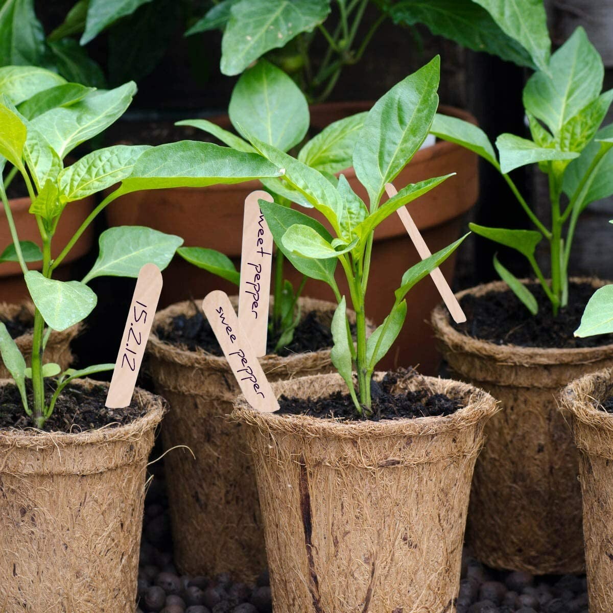 50 Wooden Plant Labels & Pencil 11cm Marker Sticks Garden Seed Pot Tray ...