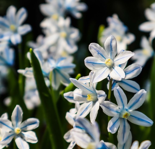 20x PUSCHKINIA Libanotica Bulbs RUSSIAN SNOWDROP Spring Flowering Hardy ...