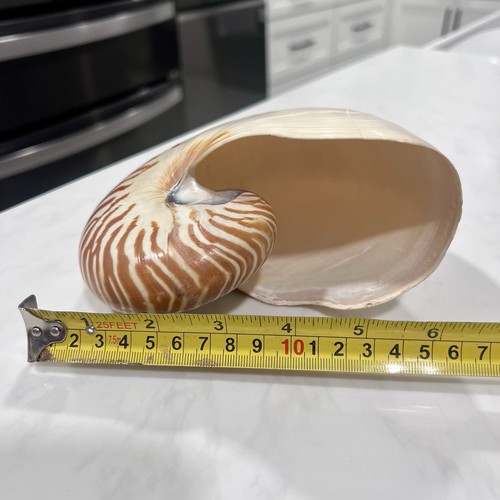 Stunning 6" Nautilus Pompilius Shell Excellent Specimen | eBay