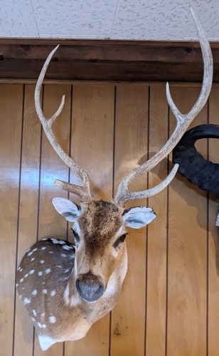 Axis Deer Shoulder Mount Taxidermy | eBay