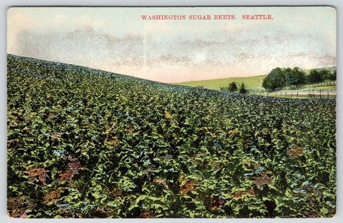 Seattle WA~Washington Sugar Beet Farm Field~c1910 Postcard | eBay