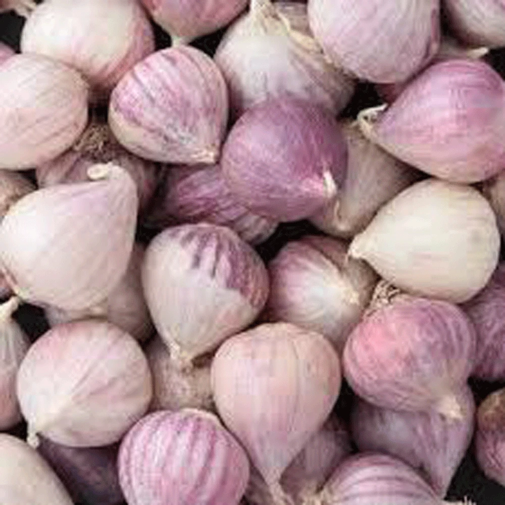 Parts Of Garlic