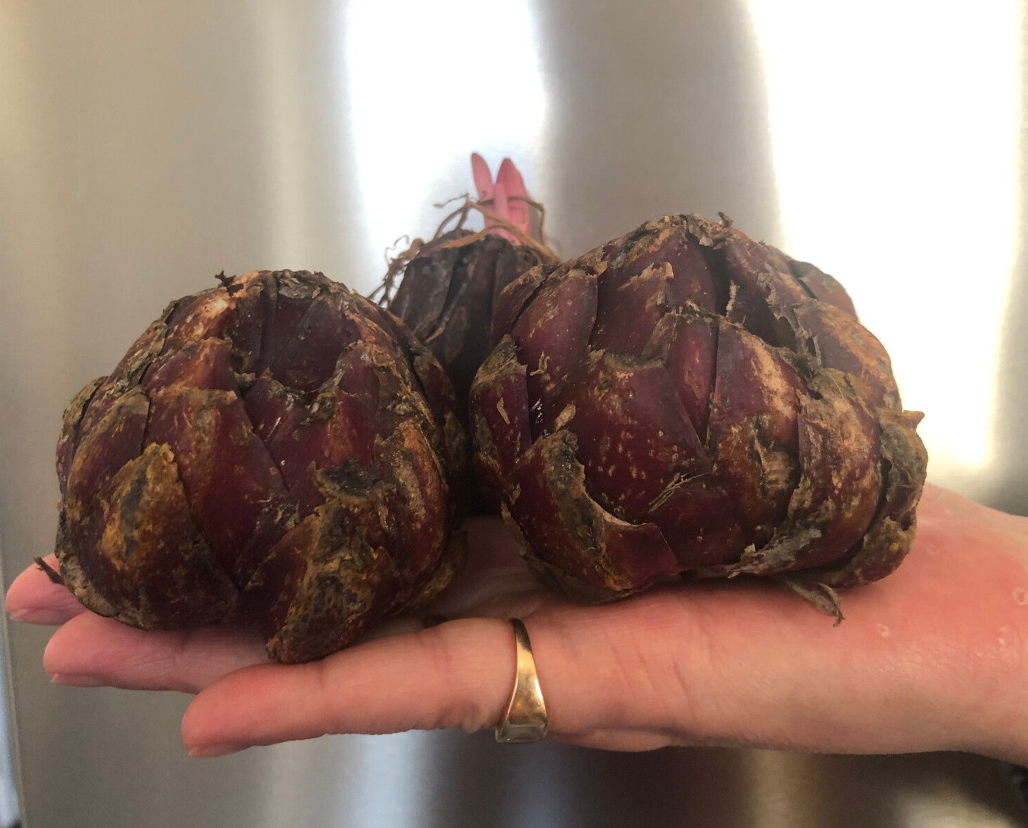 GIANT LILIUM LILY "Regale" LARGE BULBS PERENNIAL GARDEN PLANT SUMMER ...