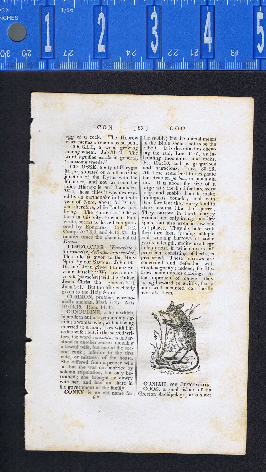 1833 Biblical Description of a Coney, Arabian Jerboa or Mountain Rat ...
