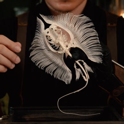 Manta Ray Skeleton Pin Page