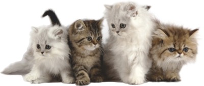 WALL STICKERS CAT Small Cats KITTEN Vinyl Decal Mural Sticker Girls ...