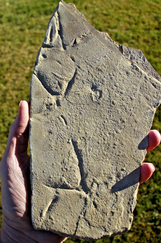 3 Large Waterfowl Tracks & 4 shorebird tracks • Eocene Period | eBay