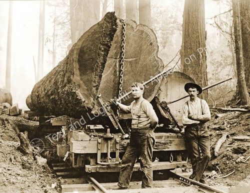 1899 Huge Log Loaded on a Railroad Car Vintage Old Photo Reprint | eBay