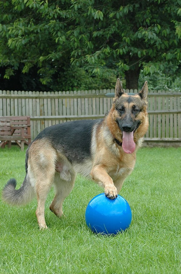 Boomer Ball Dog Toy. Virtually Indestructible, Strong, Durable, Tough ...