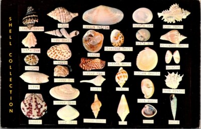 Postcard Shell Collection Florida | eBay