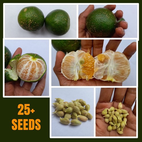 25+ New Calamansi Calamondin Lime Seeds Citrus Tangerine fruit | eBay