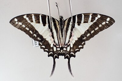 PA15661. Insects, butterflies: Papilio sp. Central Vietnam. | eBay