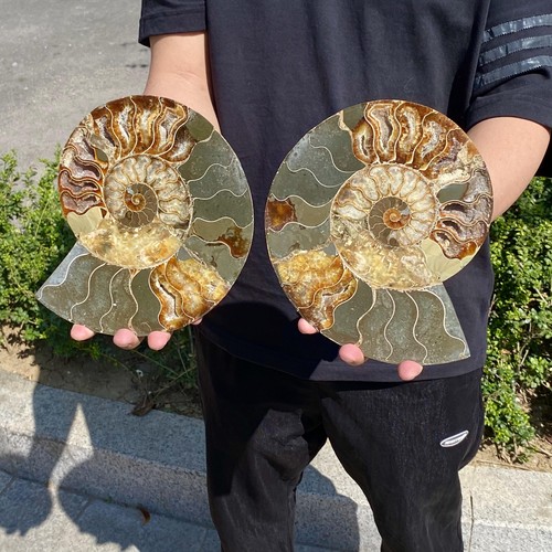 4.73LB Natural conch slice a pair Sea Conch Crystal Specimen Slice ...